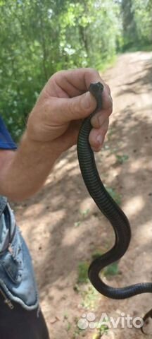 Продам ужей
