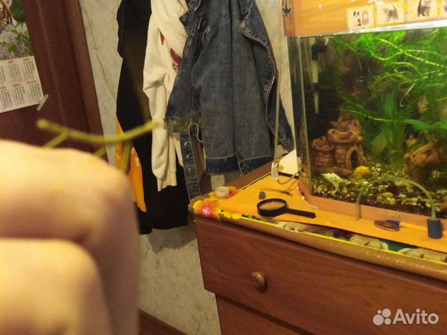 Анамский палочник