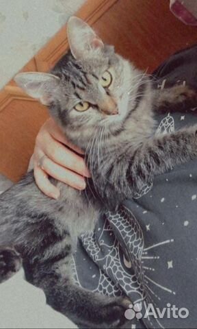 Кошка в дар