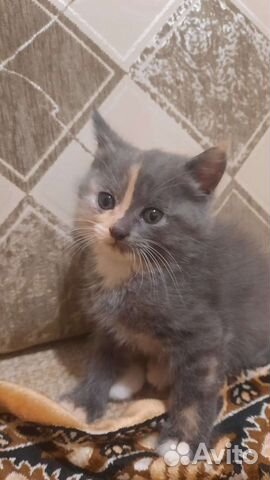 Британская кошка