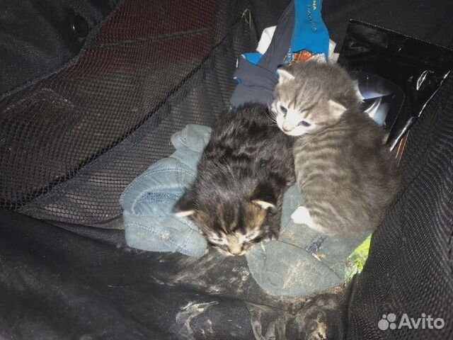 Котята ищут дом или передержку