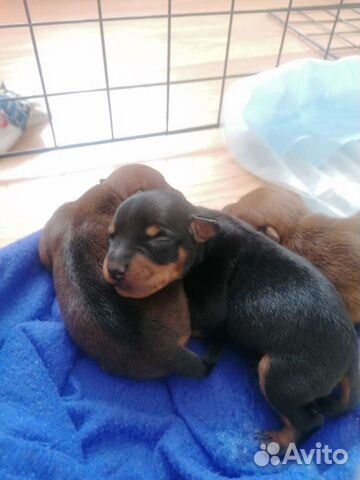 Щенки цвергпинчера