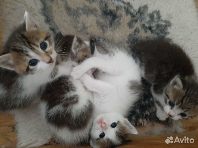 Кошки в добрые руки