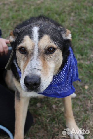 Конор-пес для тех,кто видит сердцем