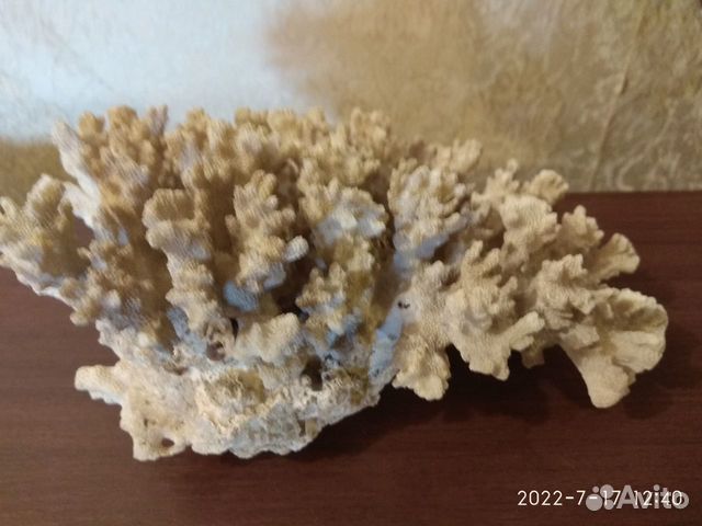 Коралл натуральный