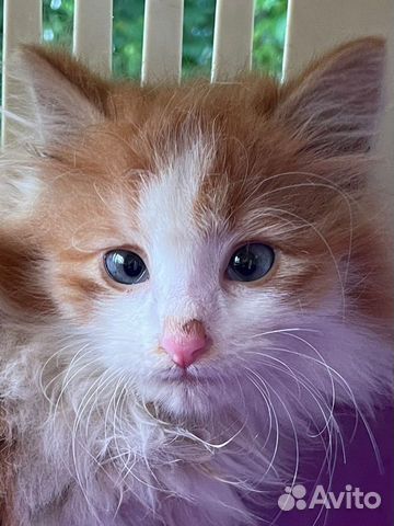 Маленький пушистый рыжий Котенок в дар