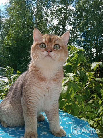 Британский котик в разведение