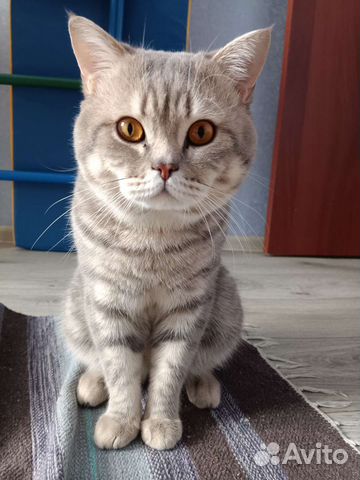 Шотландский прямоухий кот вязка