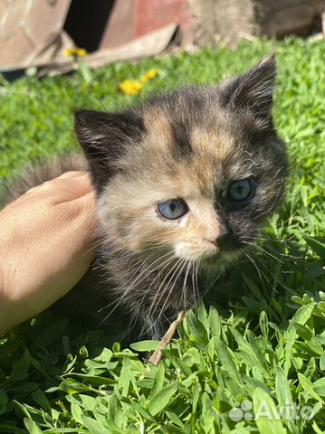 Британские котята