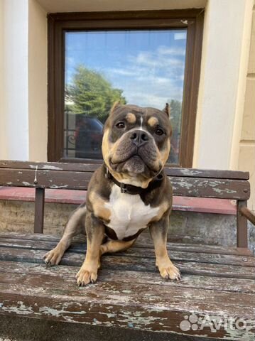 Американский Булли вязка