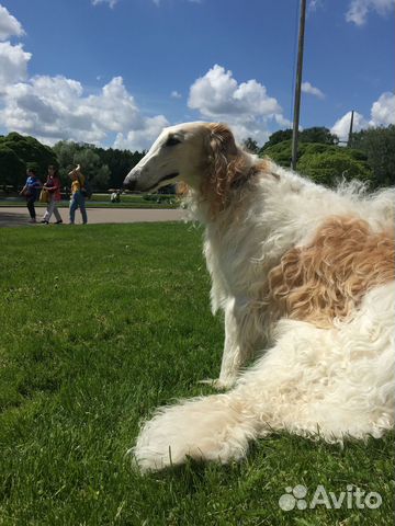 Вязка русская Борзая