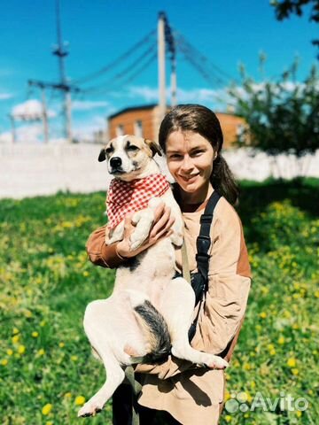 Молодая собака попала в приют