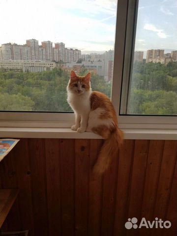 Добрый рыжий кот ждет своего нового хозяина