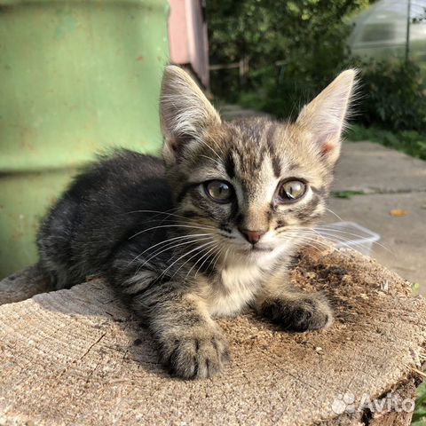 Котёнок - мальчик, 2 месяца
