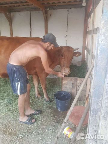 Корова красная степная