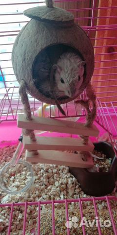 Песчанок отдам в добрые руки