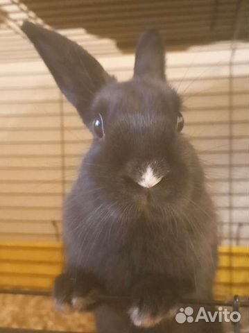 Декоративный кролик