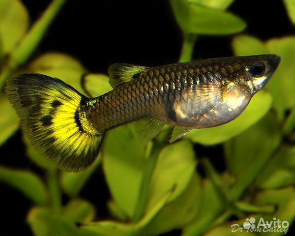 Гуппи бесплатно