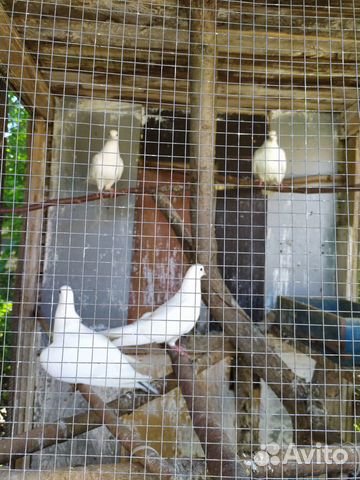 Свадебные голуби 4 шт