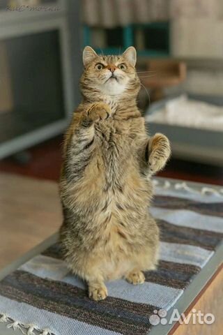 Кошка Ласка