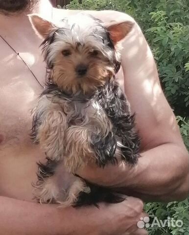 Йоркширский терьер с документами РКФ