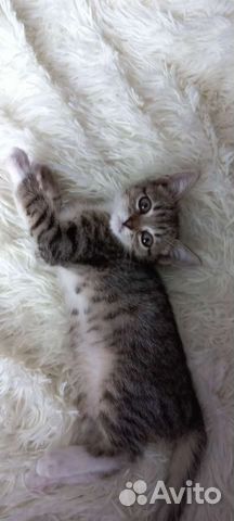 Серенький котеночек