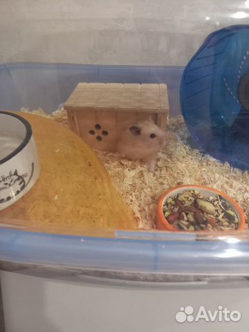 Хомяк с клеткой