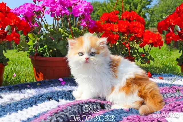 Невероятно красивый шотландский котик