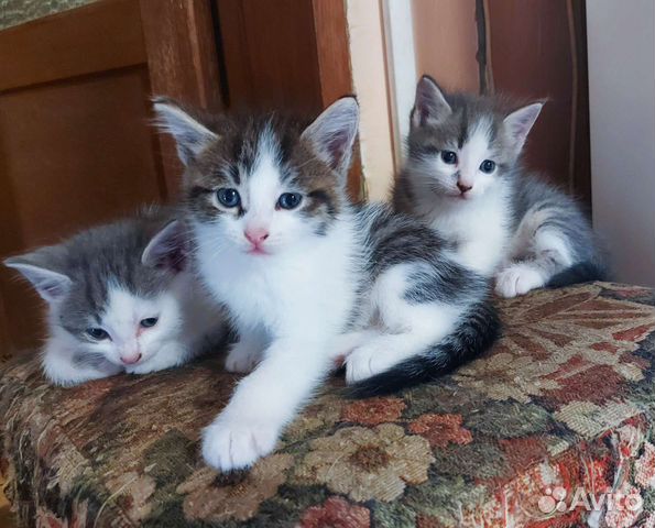 Котята в добрые руки