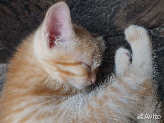 Котенок рыжий кот