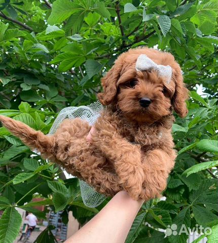 Кокапушка красная девочка 2 мес