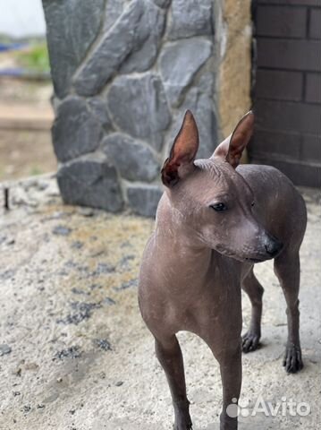 Отдам бесплатно в добрые руки