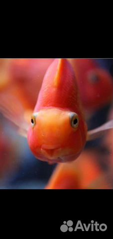 Рыбка попугай