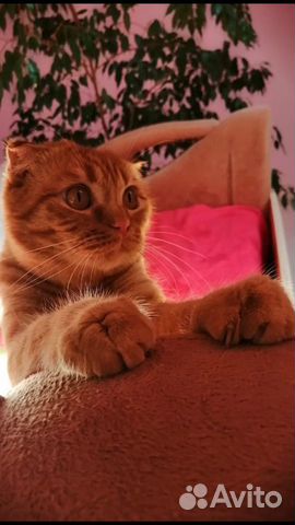 Стерилизованная, привитая Злата ищет дом