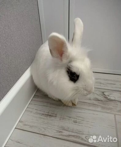 Кролик, мальчик. Белоснежный с черным глазиком