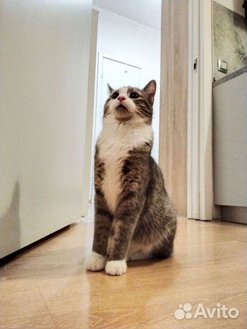 Котик в добрые руки