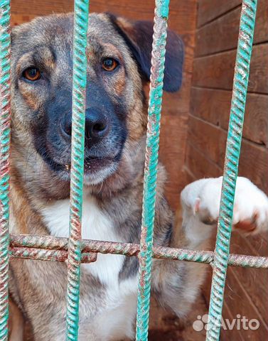 Собака из приюта с янтарными глазами