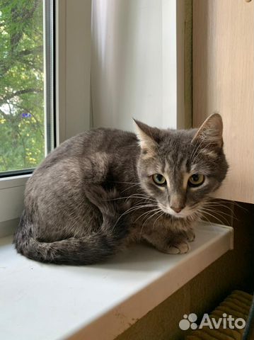 Котик Маркиз
