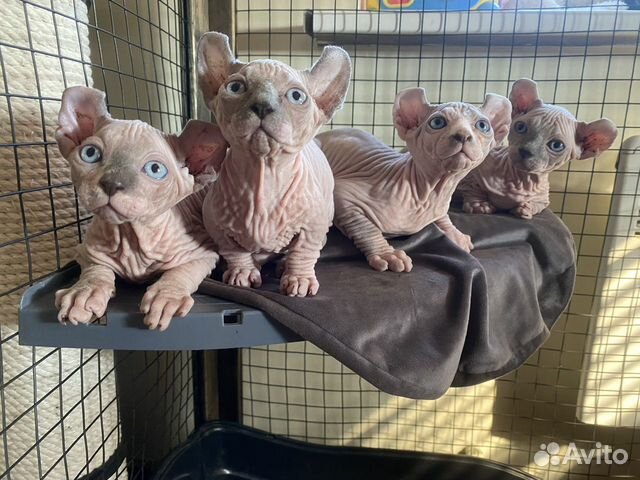 Канадский сфинкс, эльфы, двельфы