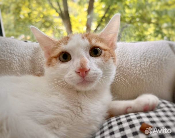 Котенок Федя