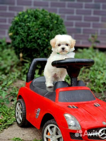 Мальтипу мальчик ф1 мини