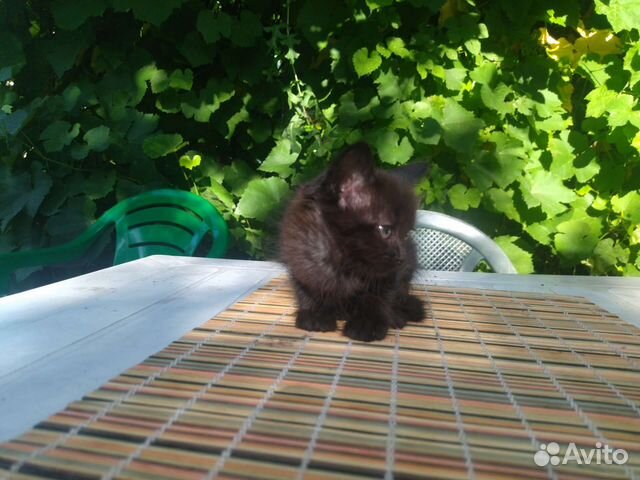 Котята в добрые руки бесплатно