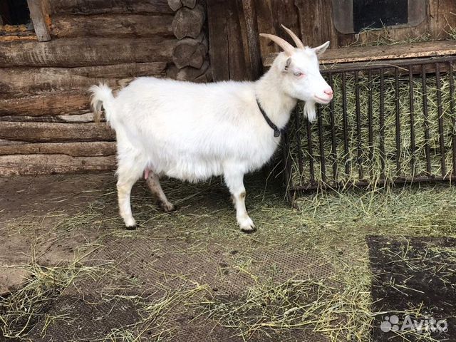 Продам козленка