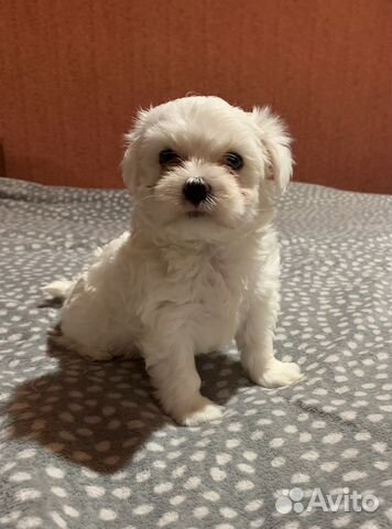 Мальчик мальтезек