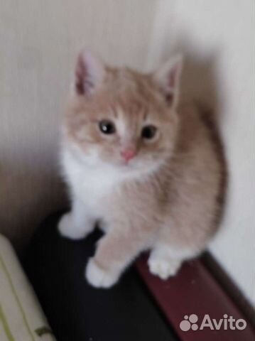 Кошка в дар