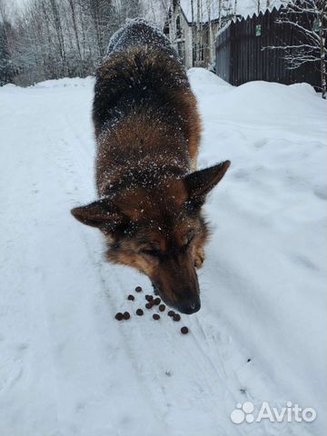 Кто мечтал об овчарке