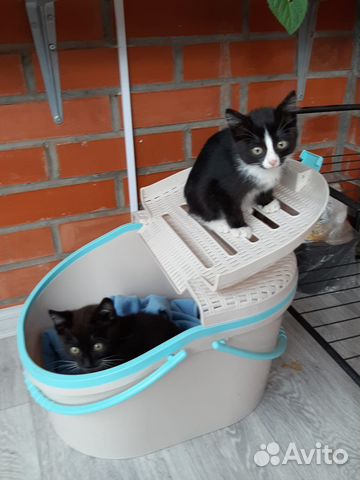 Кошки