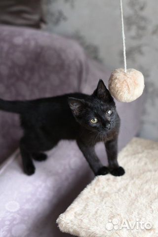 Котенок ищет лучших хозяев