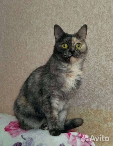 Бездомным кошечкам нужны хозяева