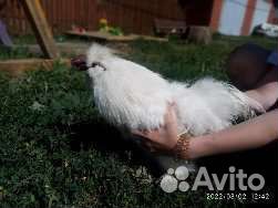 Петух китайской шелковой породы